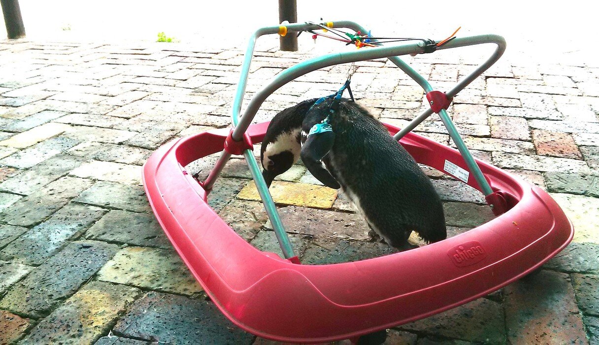 Stroke Survivor Builds Special Walker For Paralyzed Penguin - The Dodo