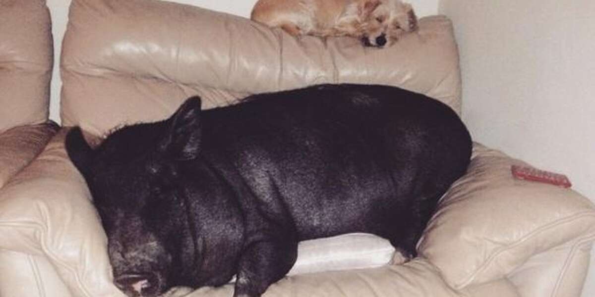 Rescue Pig And His Dog Do Everything Together (Literally) - The Dodo