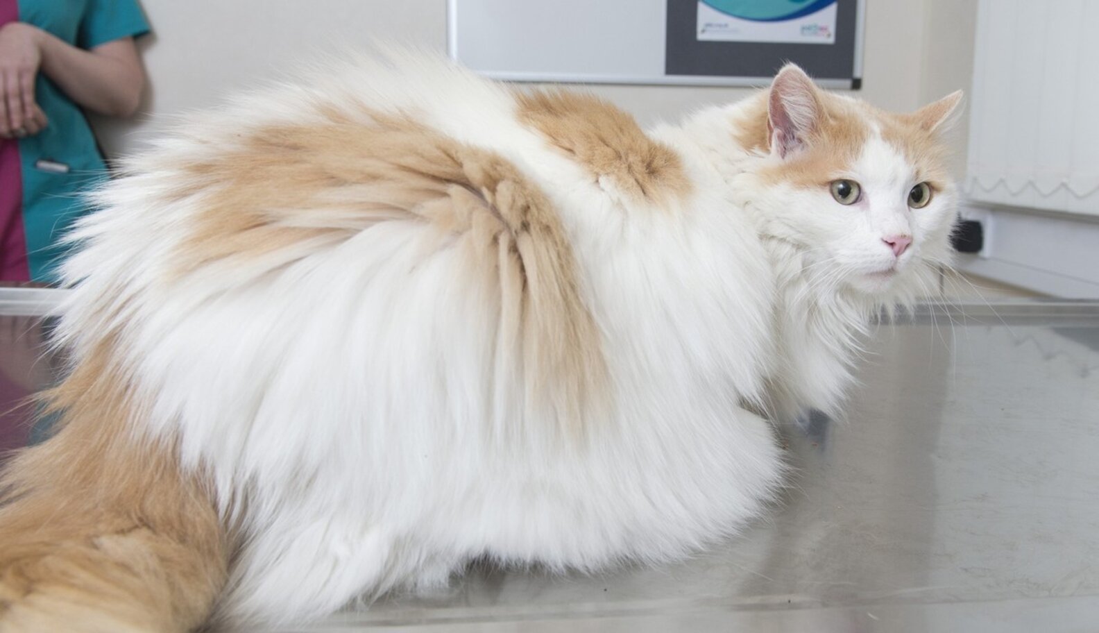 Fat Cat Enters Weight Loss Competition To Get Healthy - The Dodo