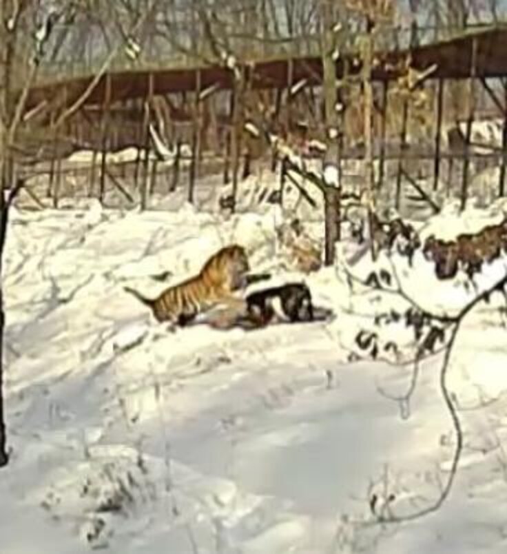 Zoo Releases Footage Of What Led To End Of Goat And Tiger’s Friendship ...