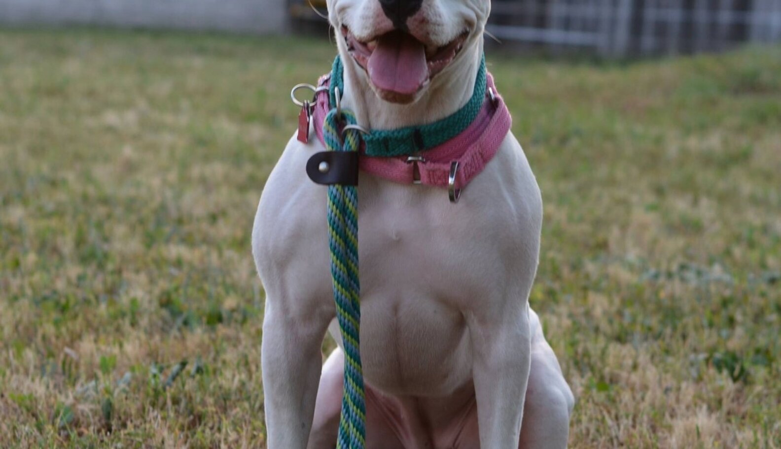 Deaf Pit Bull Learns Sign Language So She Can Have A Chance At A Real ...