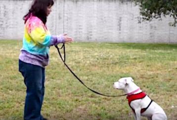 Deaf Pit Bull Learns Sign Language So She Can Have A Chance At A Real ...