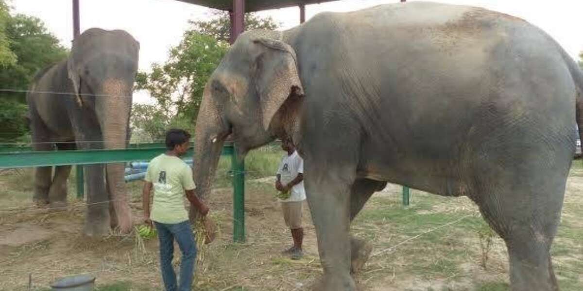 Hollywood Sets Sights On Raju The Weeping Elephant - The Dodo