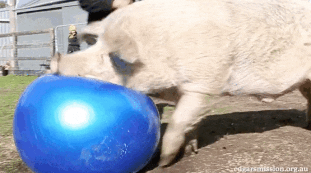 Eager Pig’s Love Affair With New Ball Is Glorious Until POP - The Dodo