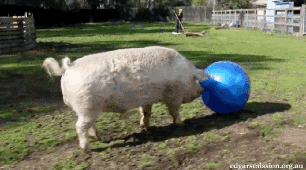 Eager Pig’s Love Affair With New Ball Is Glorious Until POP - The Dodo