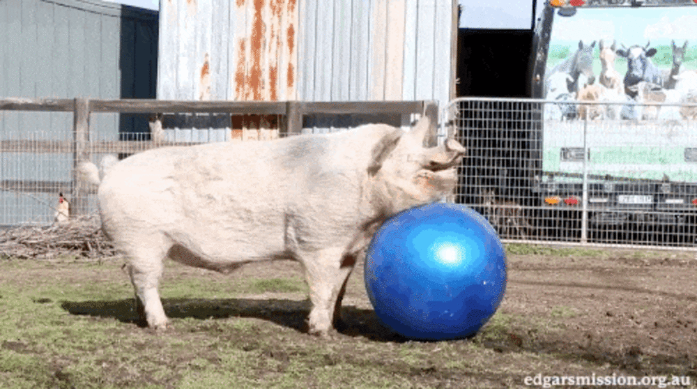 Eager Pig’s Love Affair With New Ball Is Glorious Until POP - The Dodo