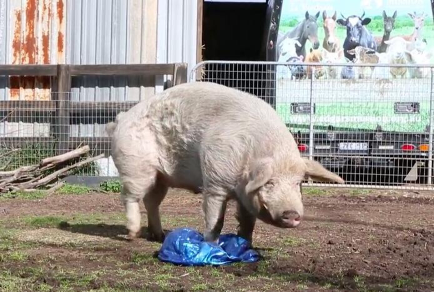 Eager Pig’s Love Affair With New Ball Is Glorious Until POP - The Dodo