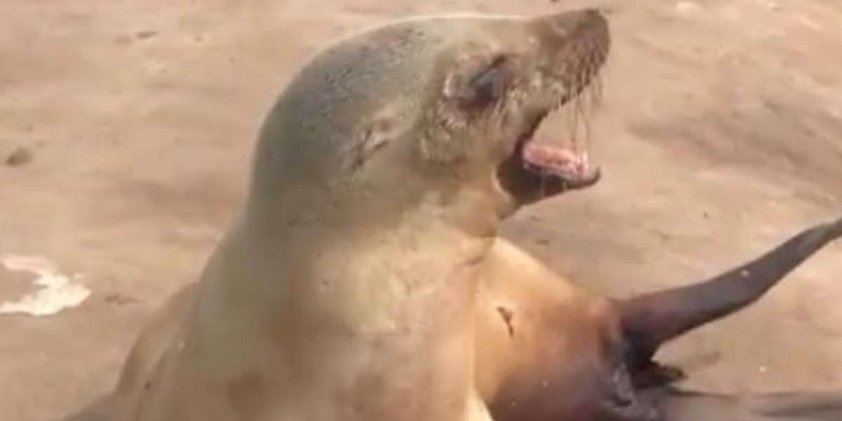 Sea Lion Mom Who Lost Her Baby Can't Stop Crying - The Dodo
