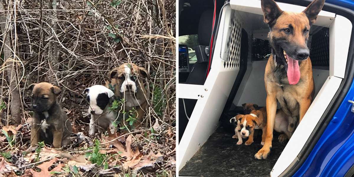 K9 Helps His Partner Rescue 3 Abandoned Puppies - The Dodo