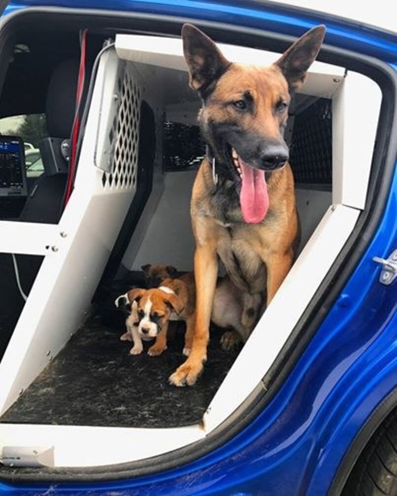 K9 Helps His Partner Rescue 3 Abandoned Puppies - The Dodo