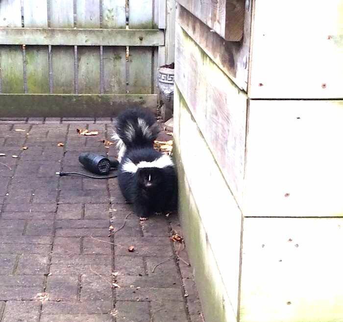 Lady Saves Skunk Who Fell In Her Pool And Warms Him Up In A Towel - The ...
