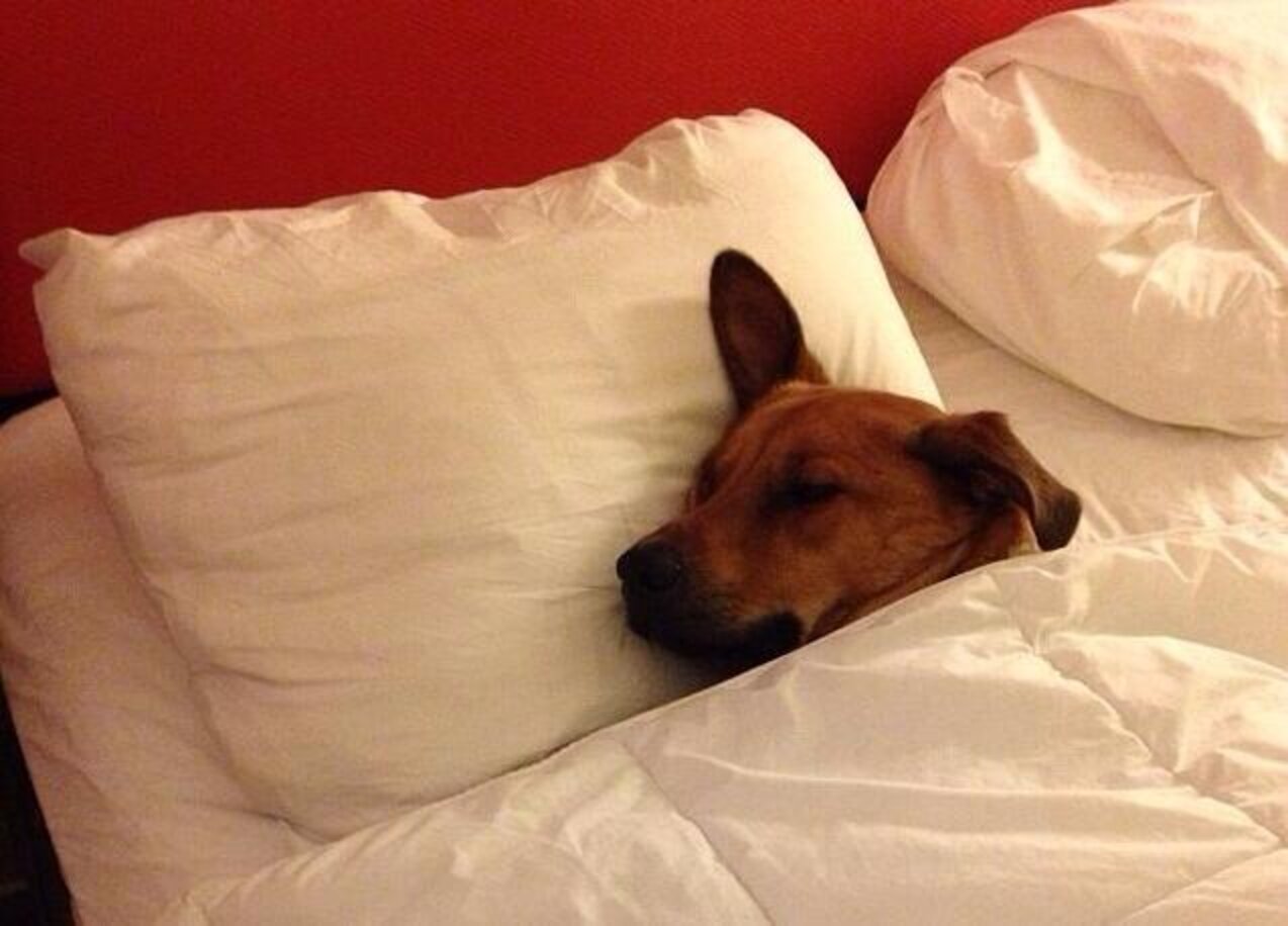 15 Rescue Dogs Who Finally Have A Comfy Bed Of Their Own - The Dodo
