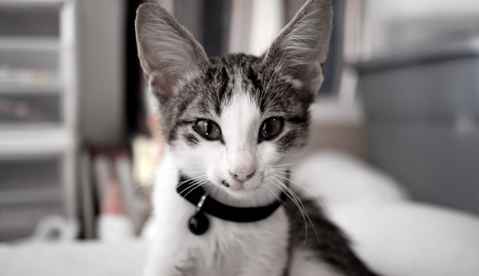 The First Look - The Dodo