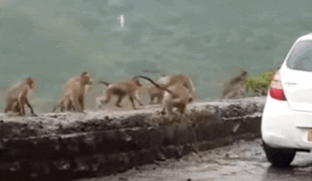 Monkey Runs After Kidnapped Friend As Others Watch In Terror - The Dodo