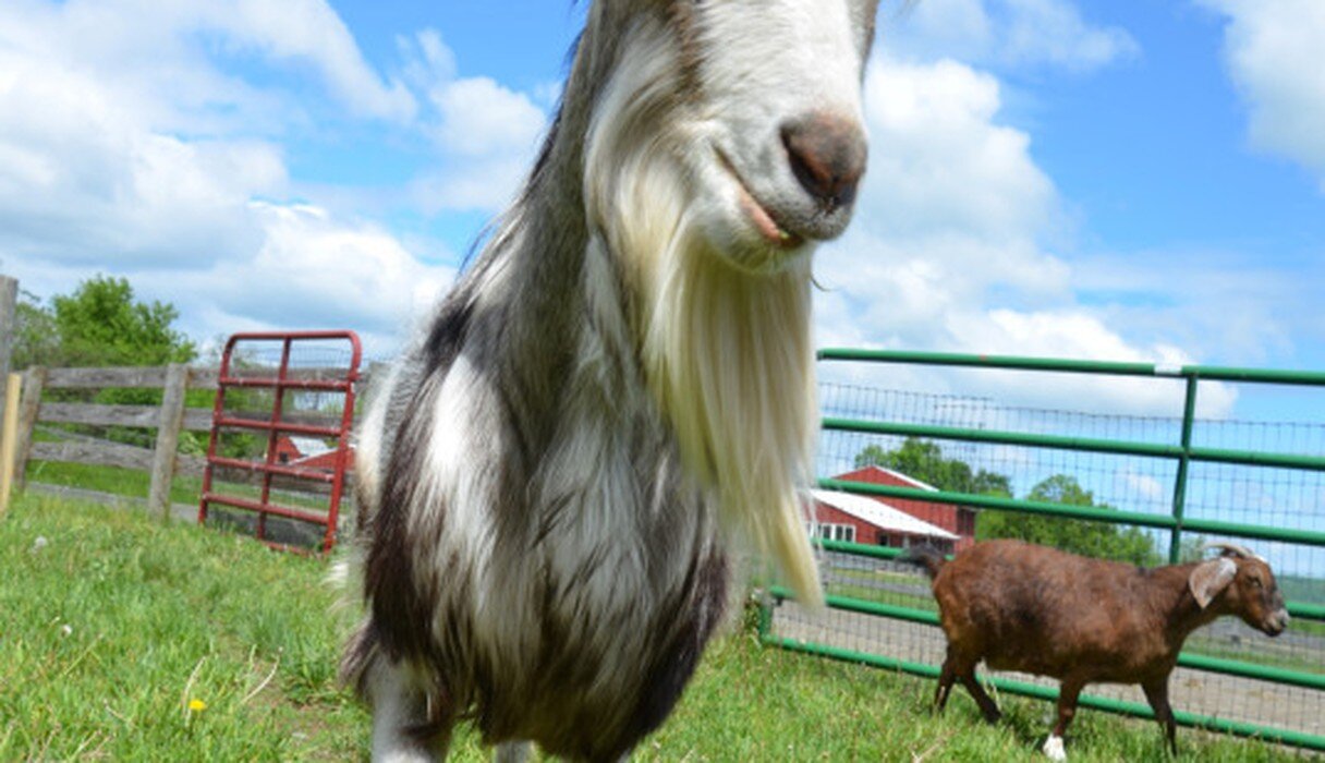 Goat Rescued From Terrible Owner Is Now The Picture Of Happiness - The Dodo