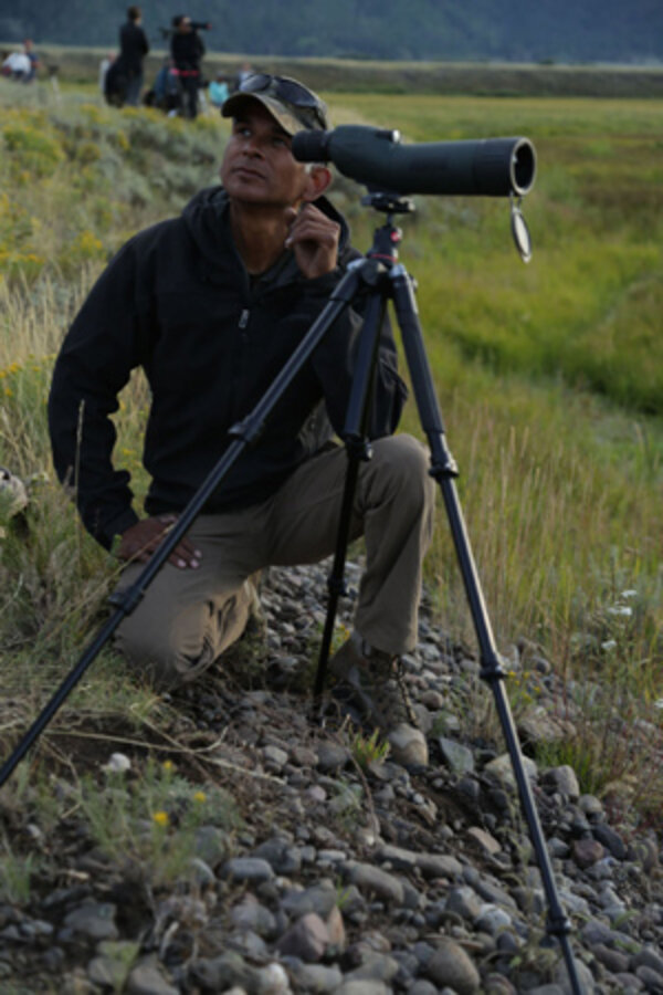 Wolf Patrol returns to Yellowstone National Park - The Dodo