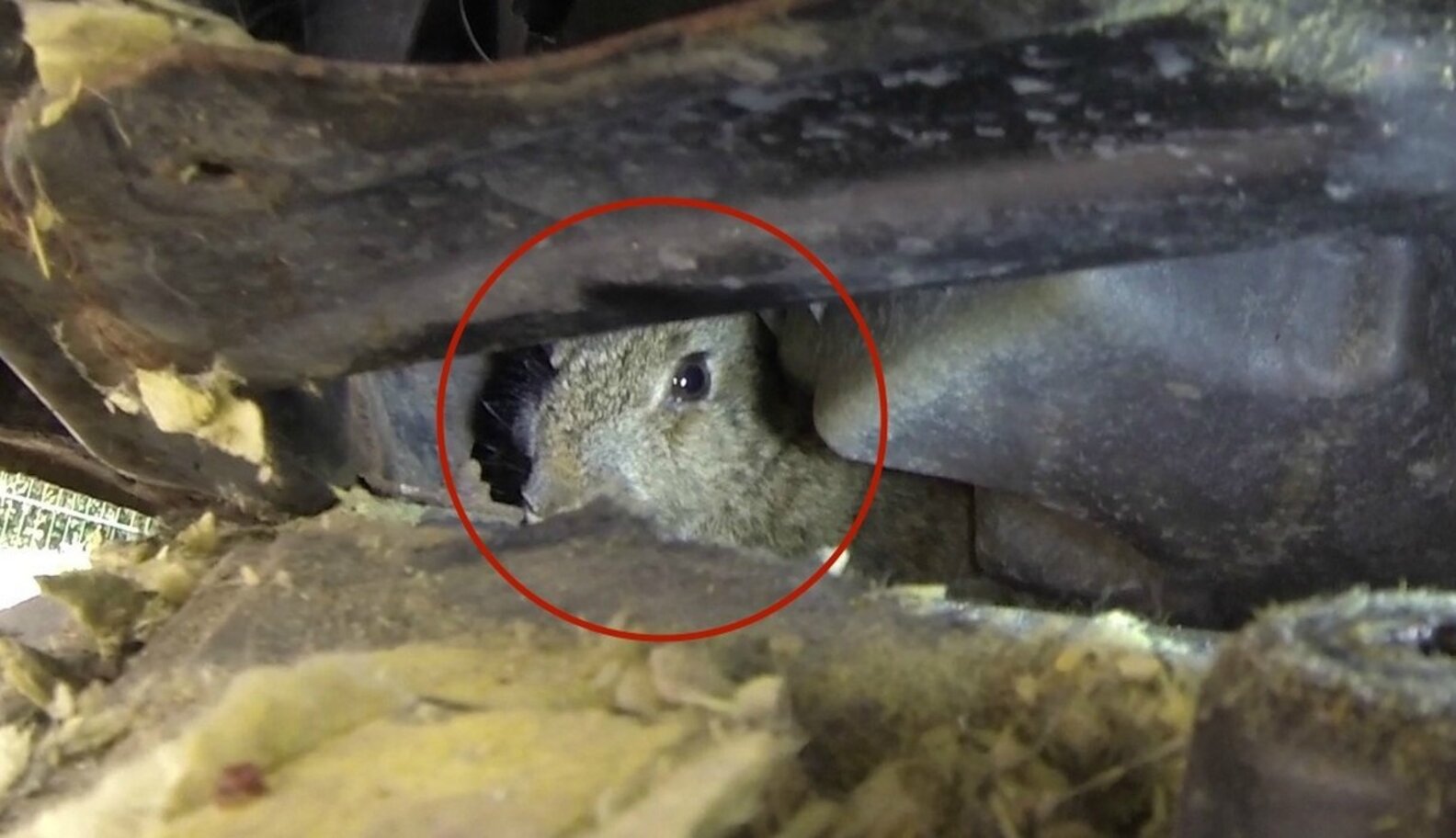 Scared Rabbit Escapes Impossible Trap With The Most Skilled Hands - The ...