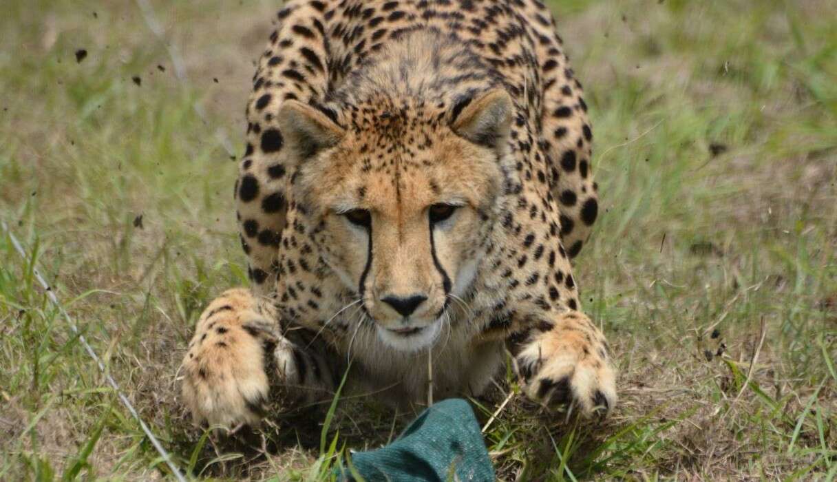 Pet Cheetah Attack