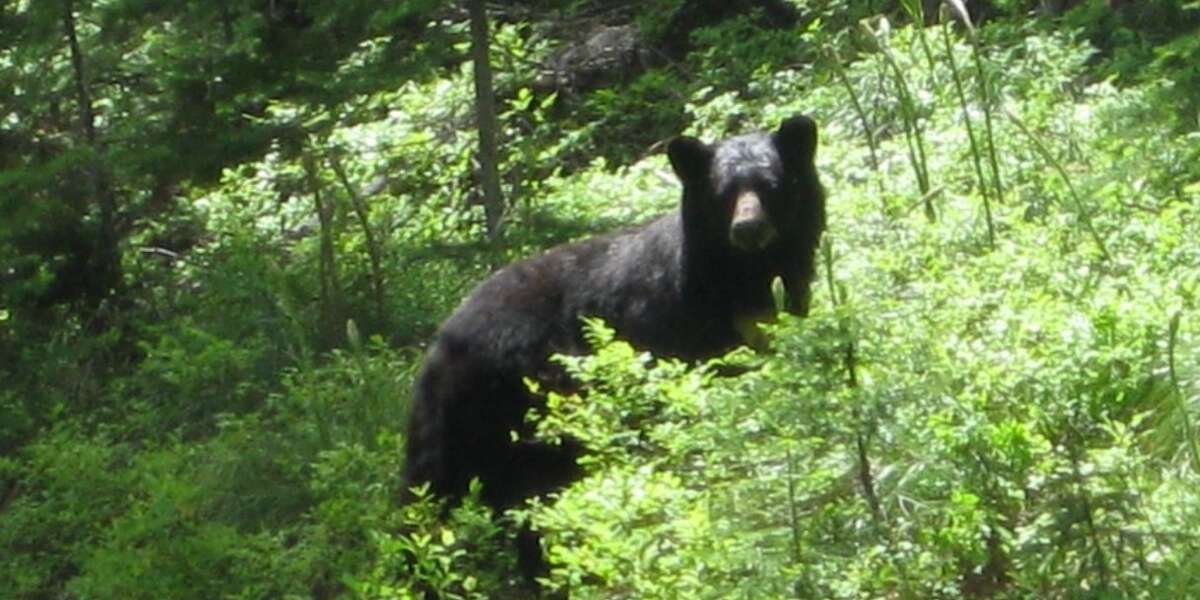 Well-Placed Camera Captures A Black Bear's Daily Comings And Goings ...