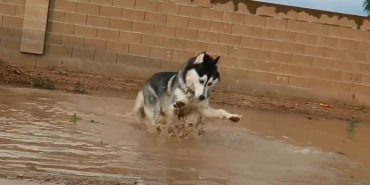 Husky Plays In His First Puddle - Videos - The Dodo