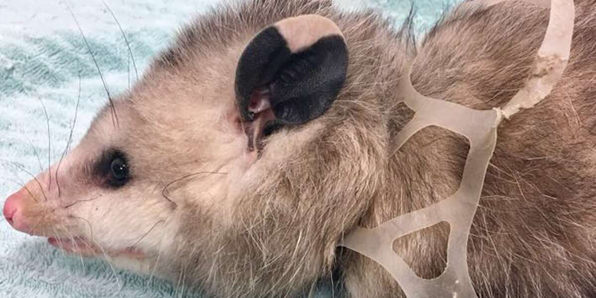 People Find Opossum Tangled In Trash And Know Just What To Do - The Dodo