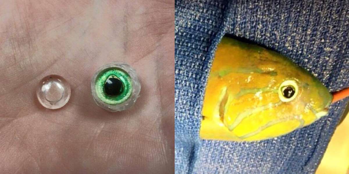 Fish Gets Prosthetic Eye So Other Fish Will Stop Picking On Him - The Dodo