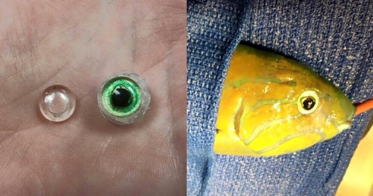 Fish Gets Prosthetic Eye So Other Fish Will Stop Picking On Him - The Dodo