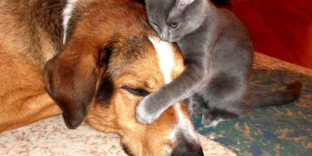 8 Pet Sibling Rivalries That Are Way More Adorable Than Yours - The Dodo