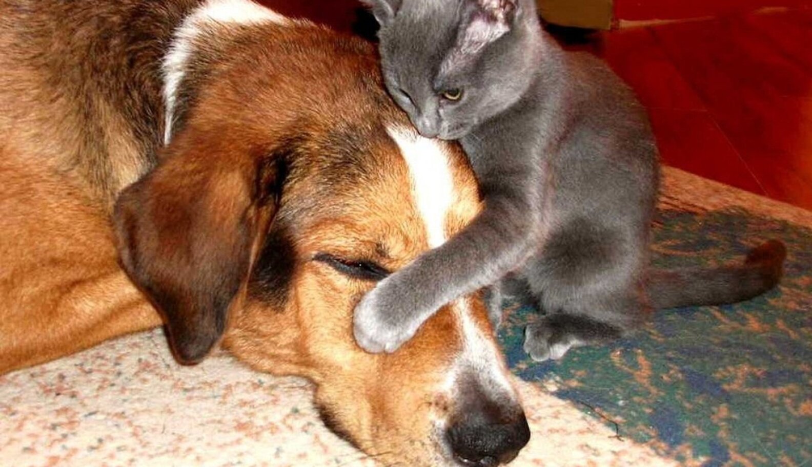 8 Pet Sibling Rivalries That Are Way More Adorable Than Yours - The Dodo