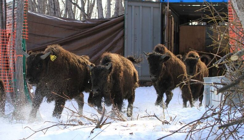 'Extinct' Bison Filmed Thundering Back Into The Wild - The Dodo
