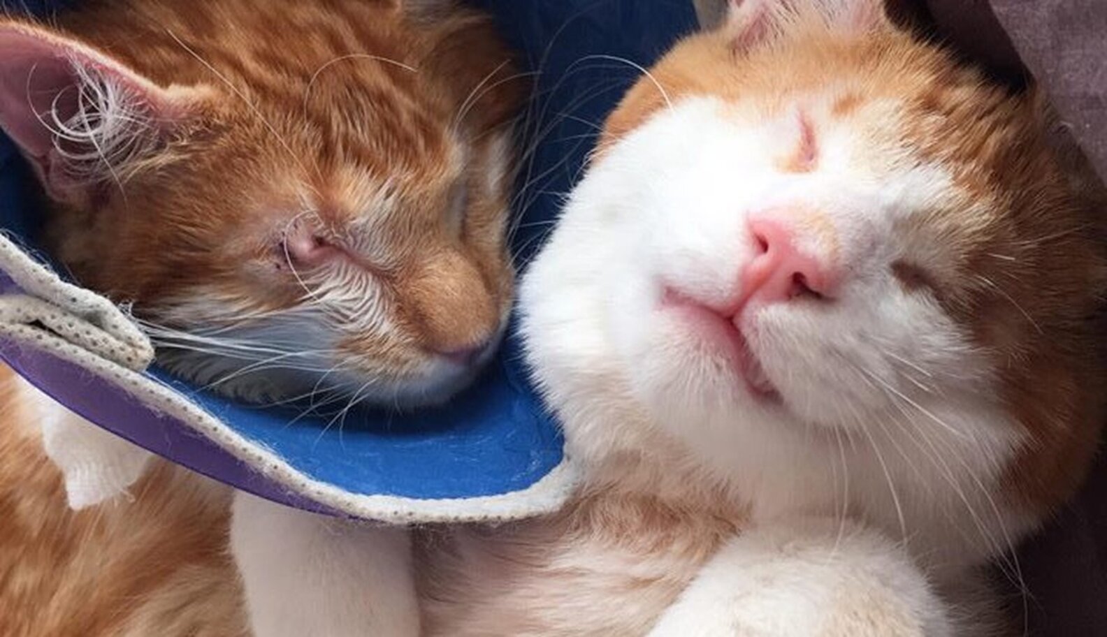 Blind Kittens Are There For Each Other No Matter What - The Dodo