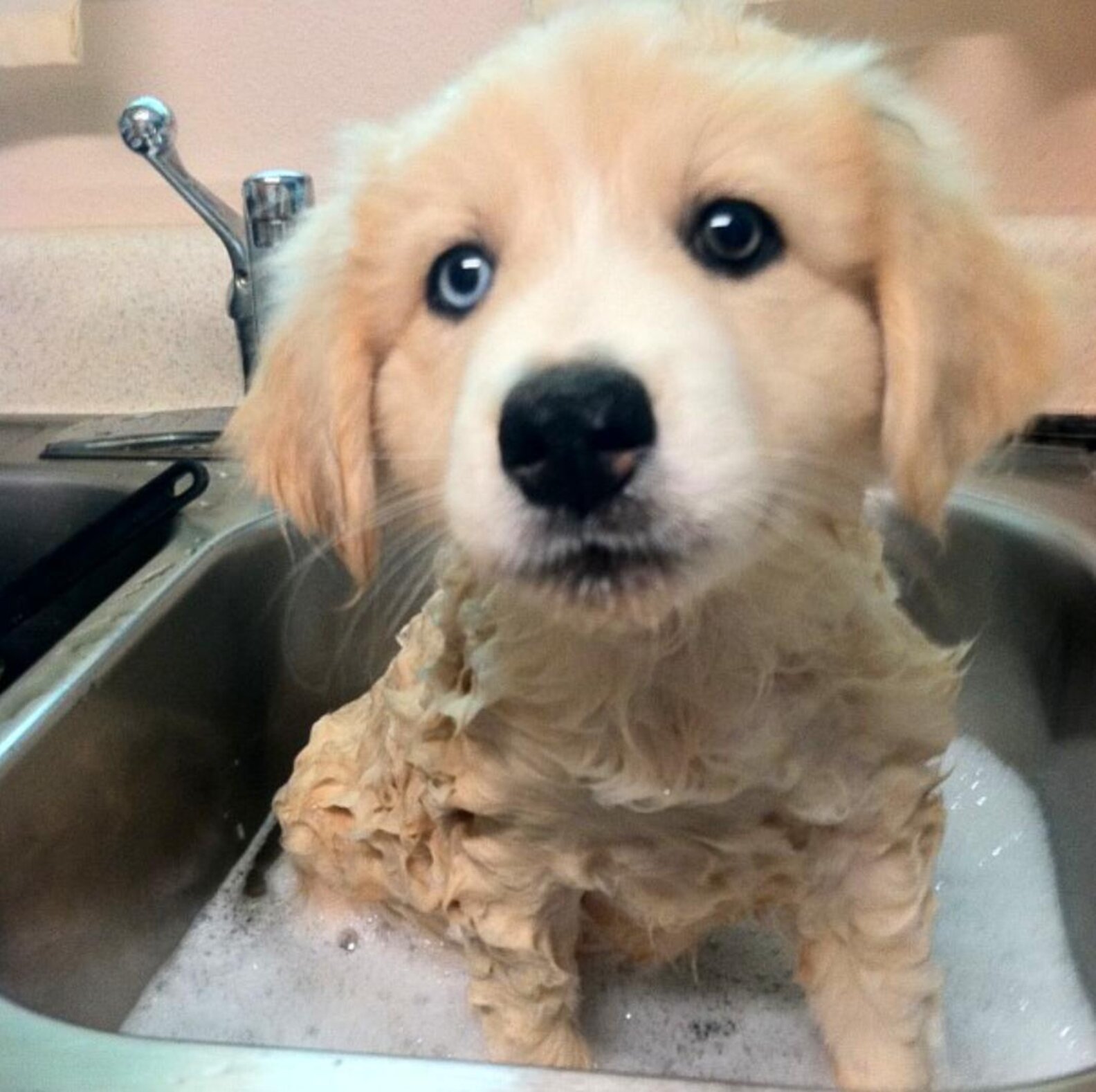 17 Puppies Who Just Had Their First Bath - The Dodo