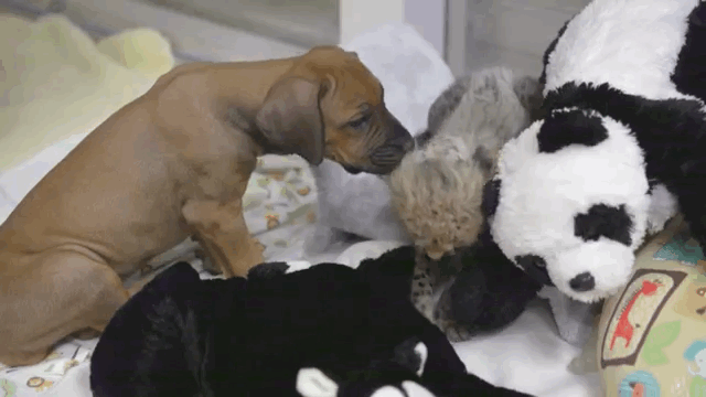 Why Do Zoo Animals Make Friends With Pets? (Hint: They're Lonely) - The ...