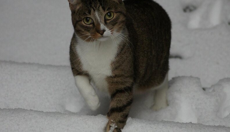 Ready Or Not, Cat Has His First Snow Day - The Dodo