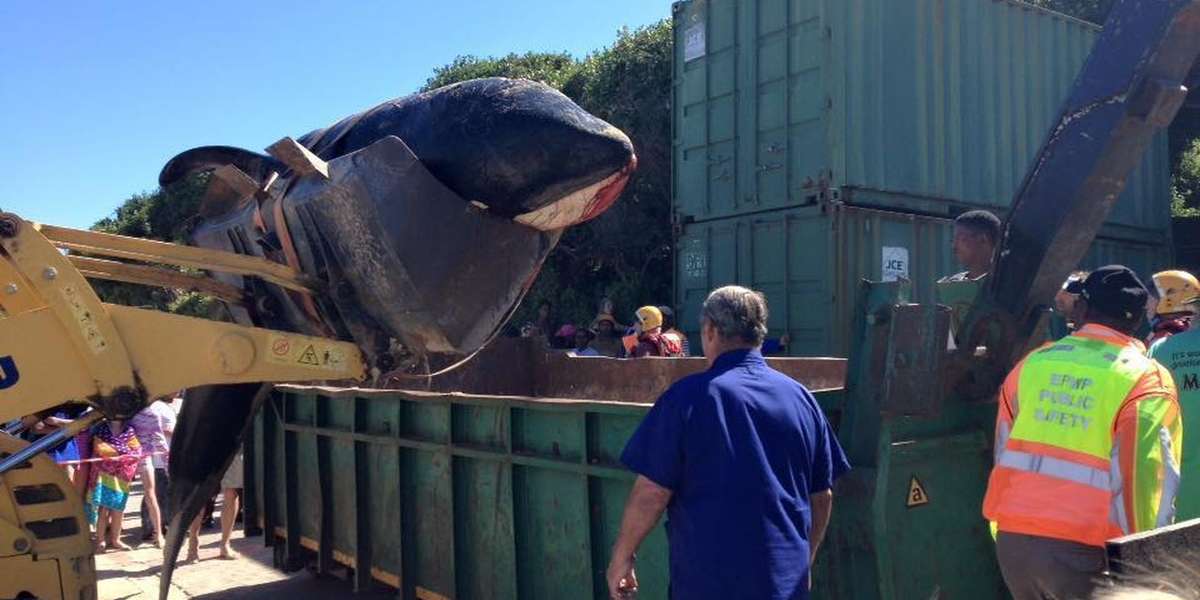 Orca Found Dead With A Stomach Full Of Trash - The Dodo