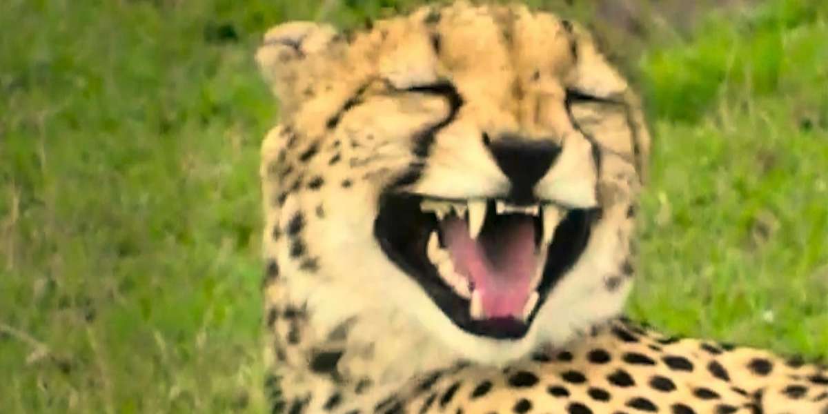 Animals Who Make Noises So Weird They Don't Sound Real - The Dodo