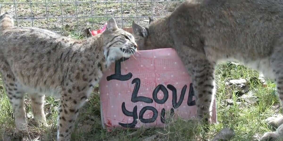 Bobcats Get Their Very Own Valentine's Day - Videos - The Dodo