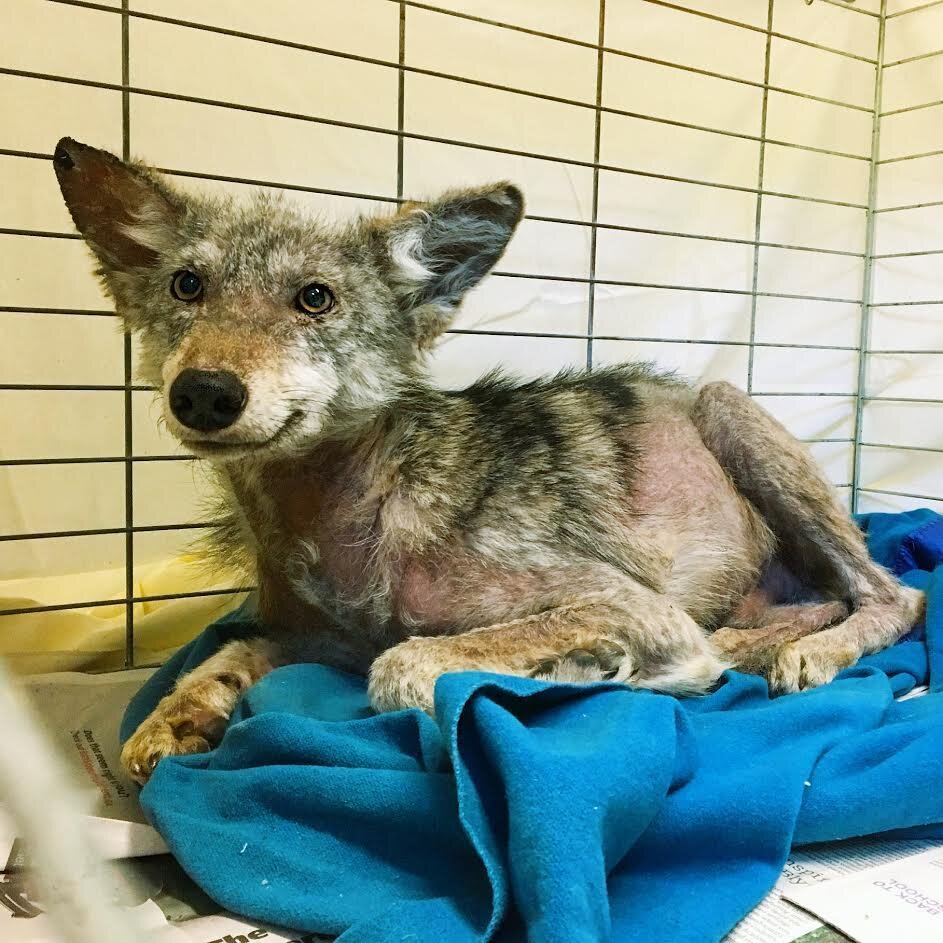 Coyote Who Was Hit By Car Can’t Stop Smiling At Rescuers - The Dodo