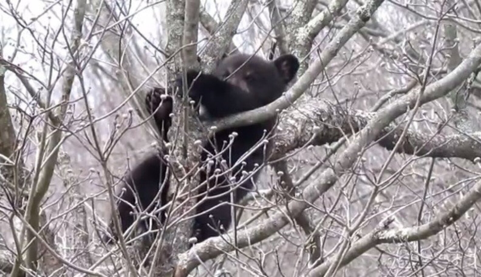 Video: Bear Cub Stuck In Tree Won't Climb Down Until Mom Comes - The Dodo