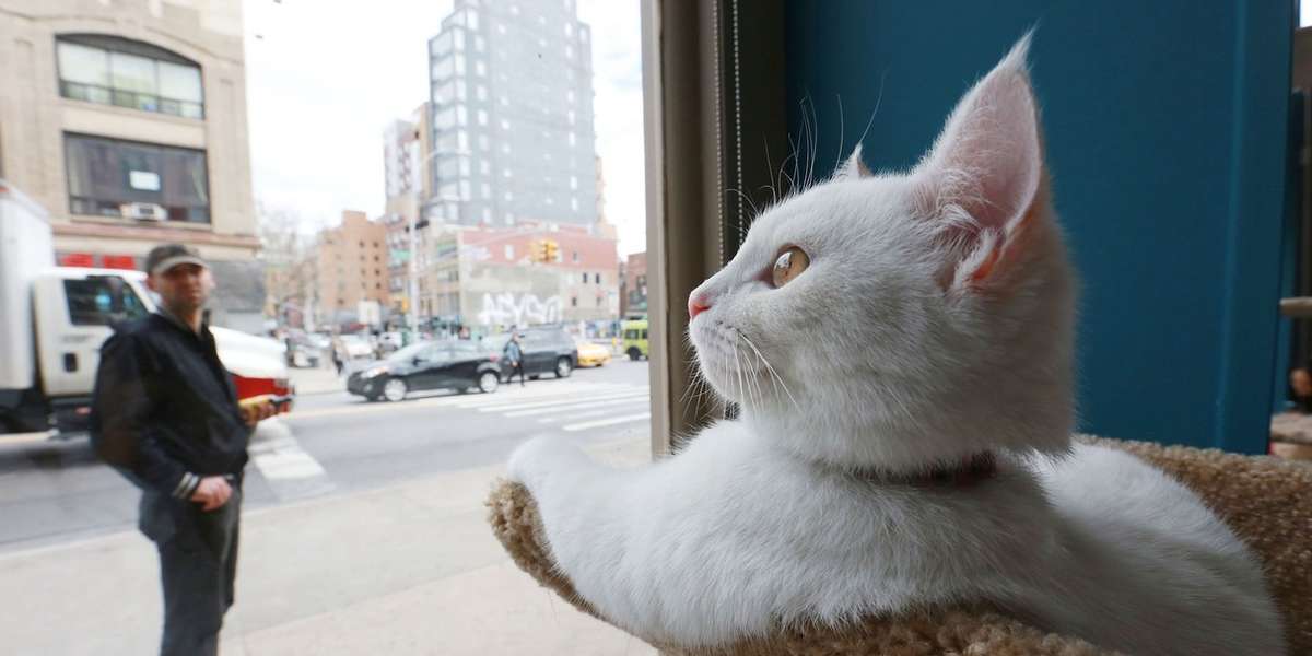 America's First Cat Café Opens Today (Thankfully There Are Already ...