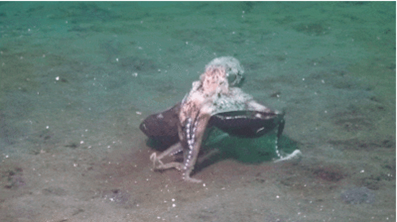 Incredible Octopus Behavior Nearly Caused Scientist To Drown From ...