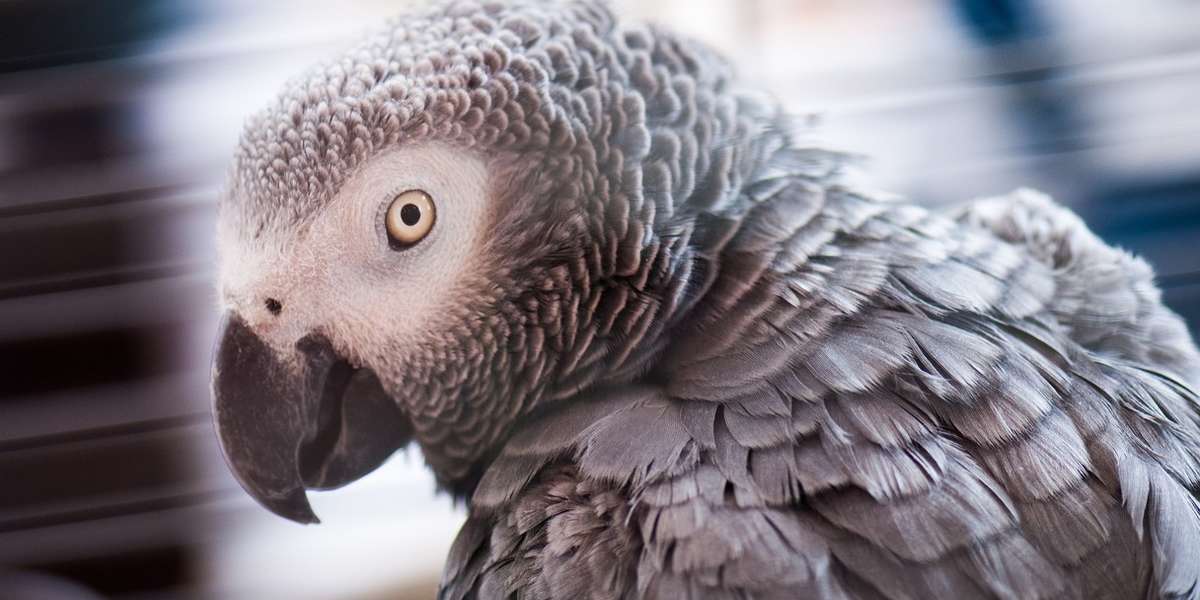Exceptionally Bright Parrot Is Making Life Better For Caged Birds - The ...