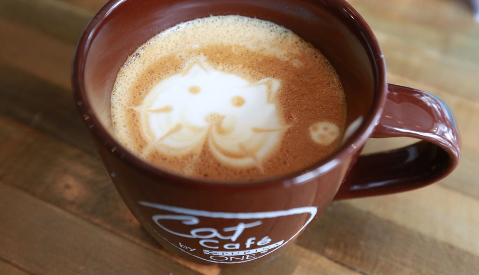 America's First Cat Café Opens Today (Thankfully There Are Already ...