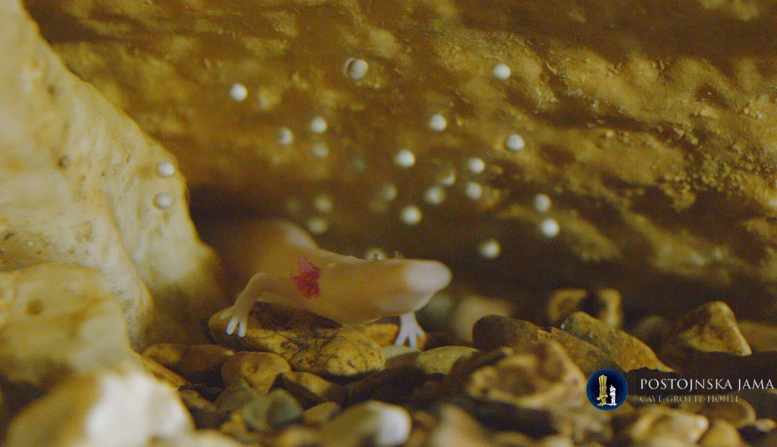 Rare 'Baby Dragon' Eggs Spotted In Slovenian Cave - The Dodo