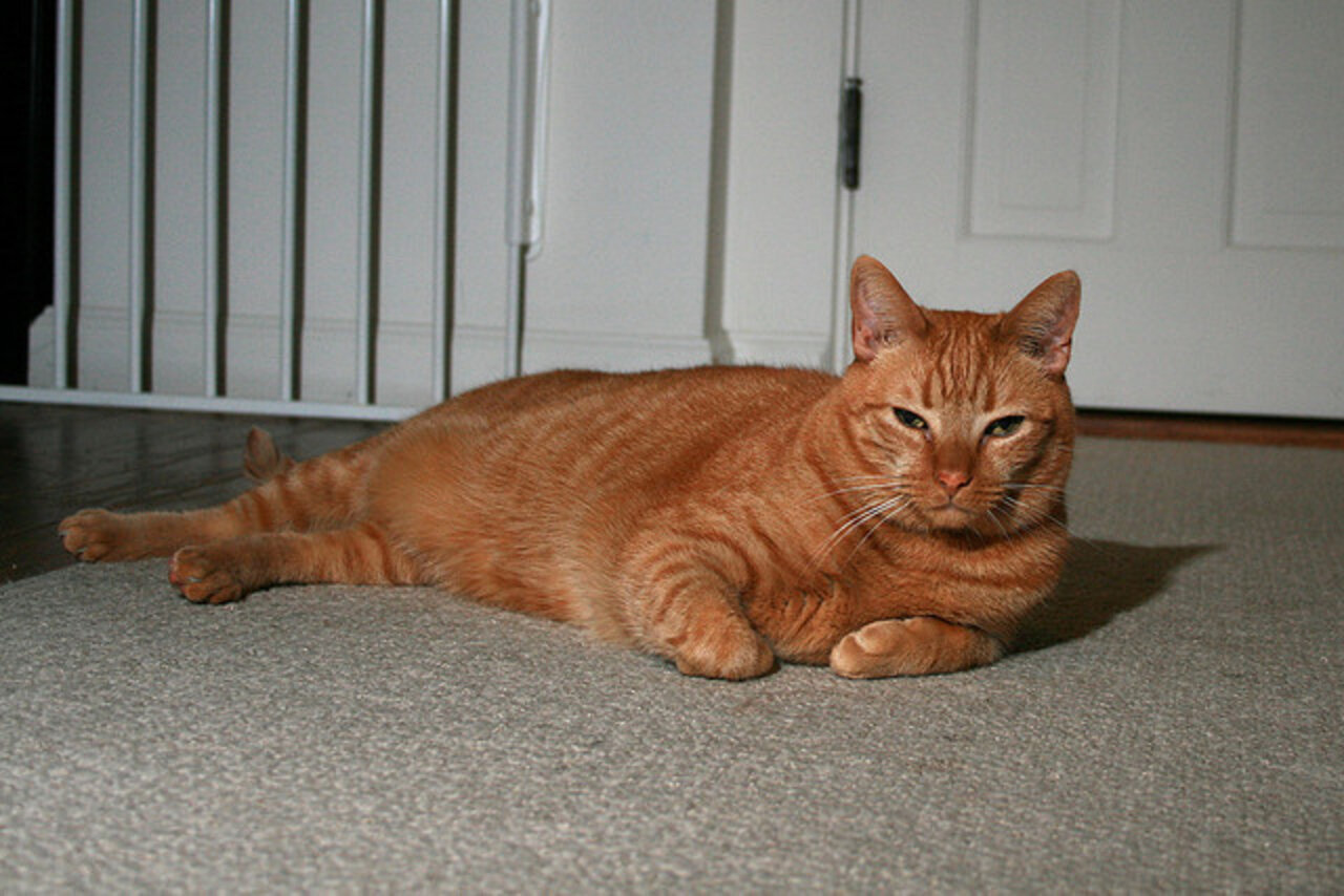 11 Signs Your Cat Is Trying To Break Up Your Relationship - The Dodo