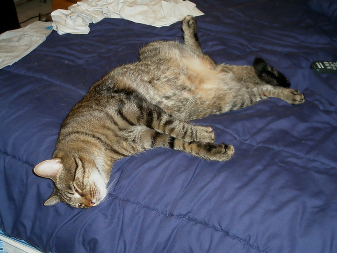 11 Signs Your Cat Is Trying To Break Up Your Relationship - The Dodo