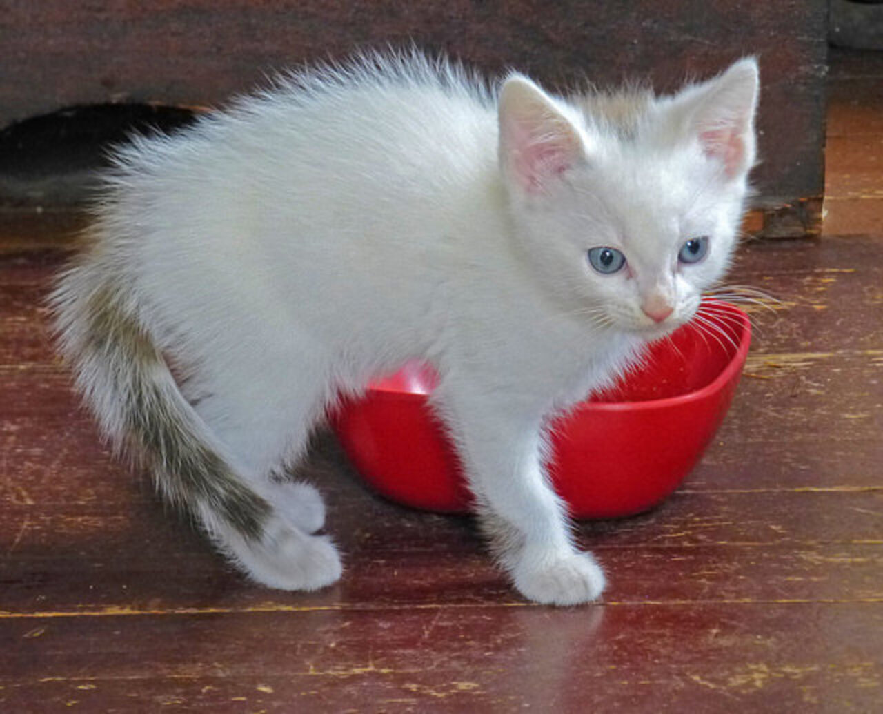 11 Signs Your Cat Is Trying To Break Up Your Relationship - The Dodo