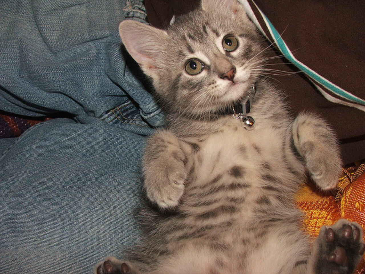 11 Signs Your Cat Is Trying To Break Up Your Relationship - The Dodo