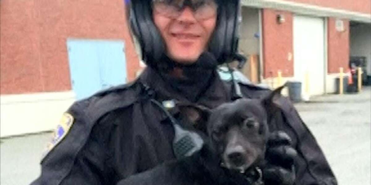 Runaway Dog Leads Cops On High Speed Chase - The Dodo