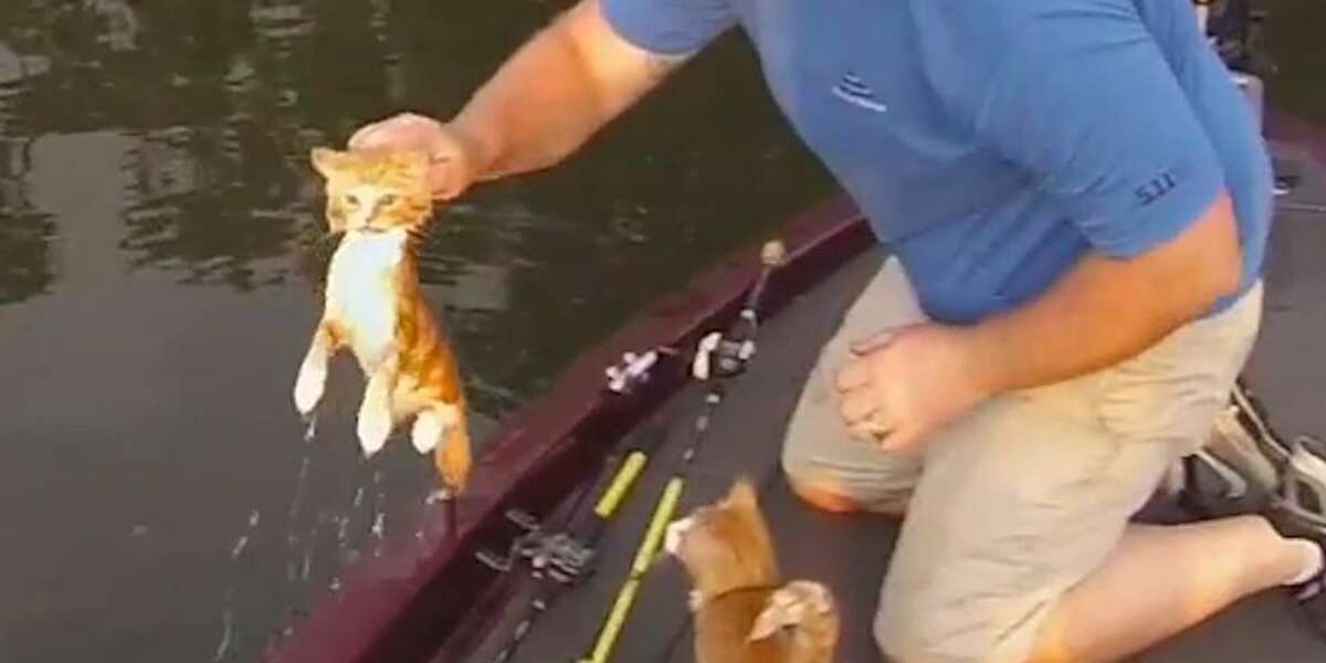 Man Was Fishing When Kittens Came Swimming Right Up To His Boat - The Dodo